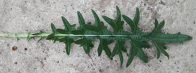 Creeping Thistle (Cirsium arvense) Identification