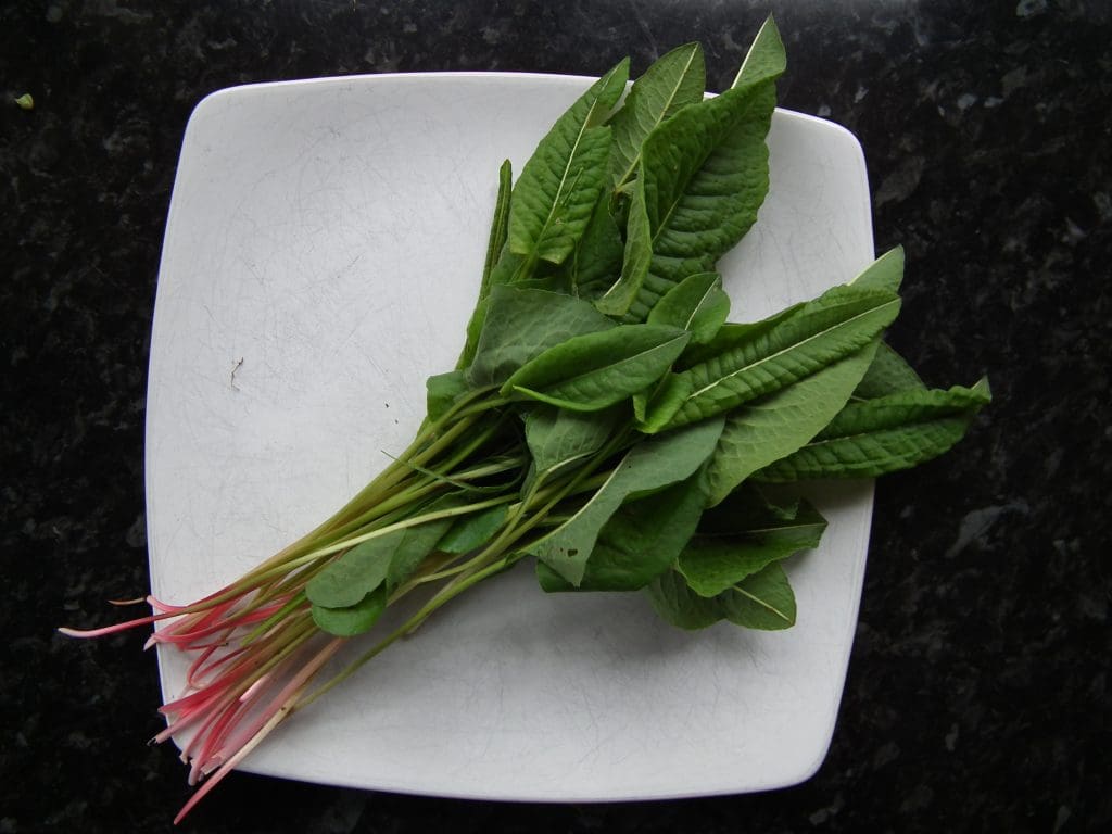 Pheasant berry (Leycesteria formosa) Identification Guide