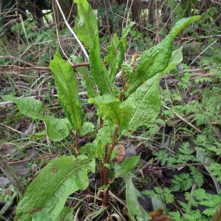 Docks (Rumex species) Identification