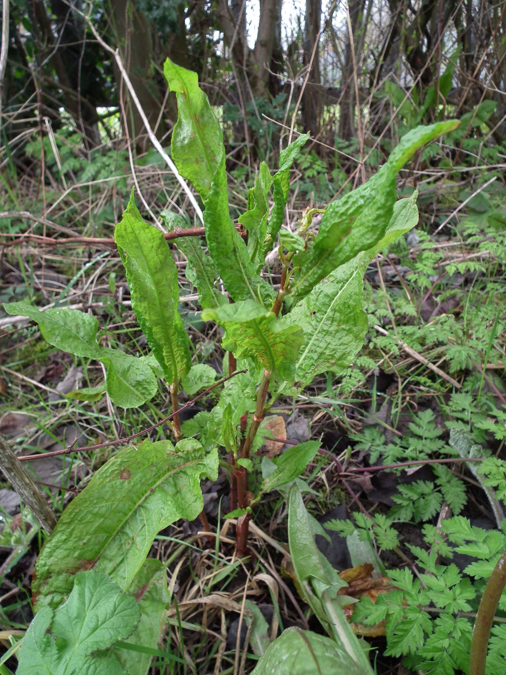 Docks (Rumex species) Identification