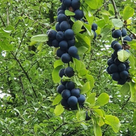 Damsons (Prunus domestica) Identification