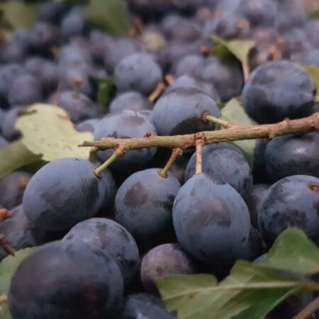 Damsons (Prunus domestica) Identification