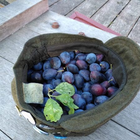 Damsons (Prunus domestica) Identification