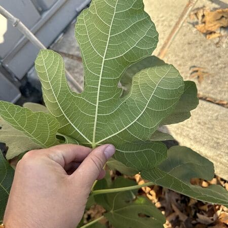 Fig (Ficus carica) Identification Guide