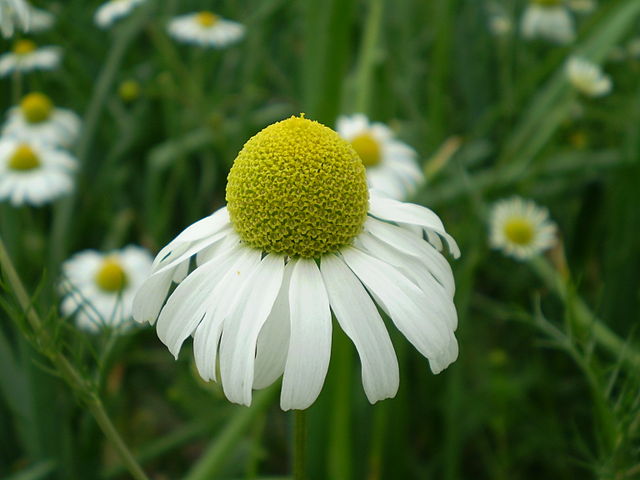 German Chamomile (Matricaria chamomilla) Identification Guide