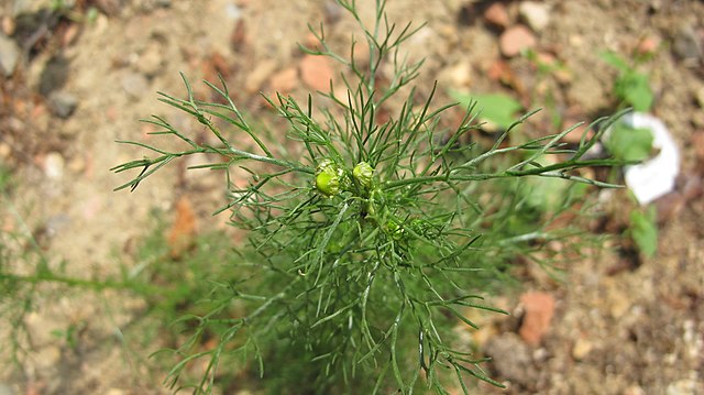 German Chamomile (Matricaria chamomilla) Identification Guide