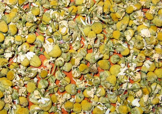 German Chamomile (Matricaria chamomilla) Identification Guide