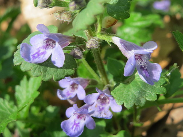 Ground Ivy (Glechoma hederacea) Identification Guide