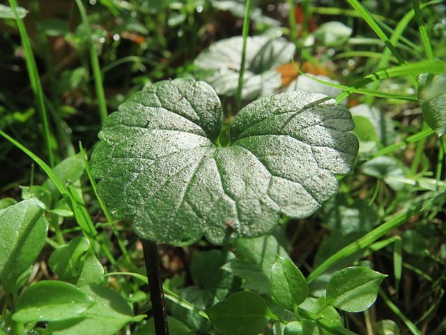 Ground Ivy (Glechoma hederacea) Identification Guide