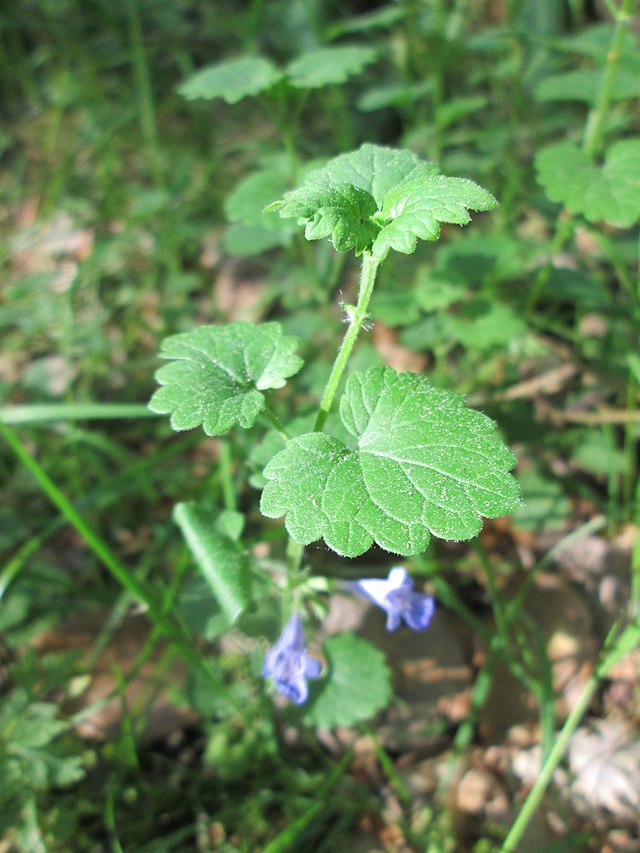 Ground Ivy (Glechoma hederacea) Identification Guide