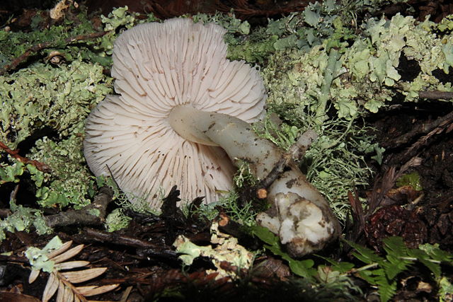 Pink Waxcap (Porpolomopsis calyptriformis) Identification