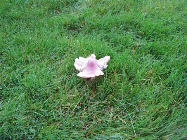 Pink Waxcap (Porpolomopsis calyptriformis) Identification