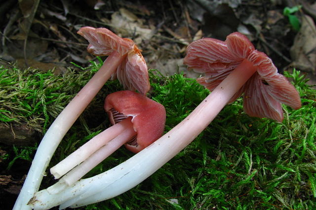 Pink Waxcap (Porpolomopsis calyptriformis) Identification