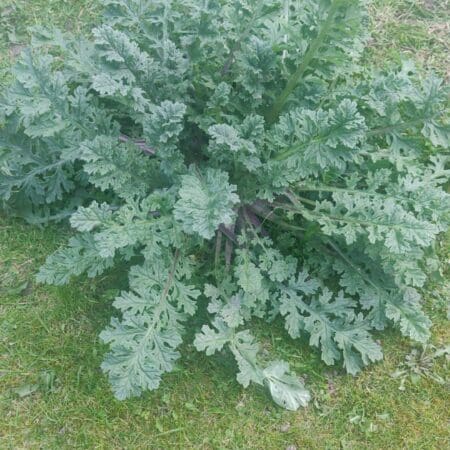 Ragwort (Senecio jacobaea) Identification Guide