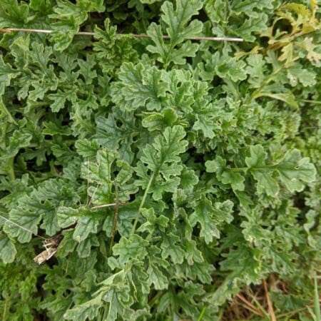 Ragwort (Senecio jacobaea) Identification Guide