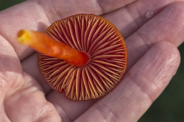 Scarlet Waxcap (Hygrocybe coccinea) Identification