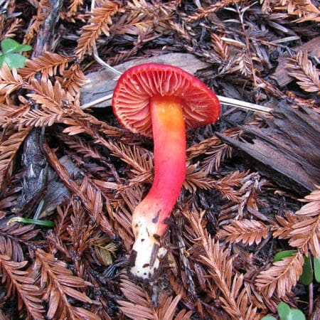 Scarlet Waxcap (Hygrocybe coccinea) Identification