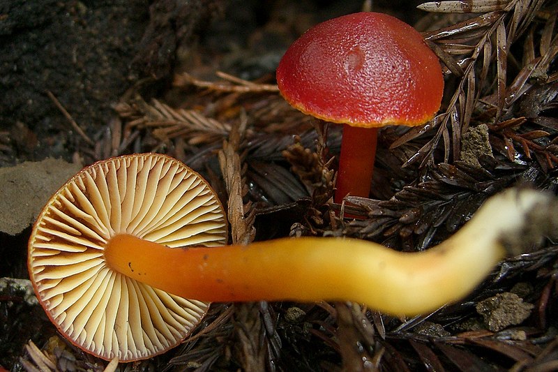 Crimson Waxcap (Hygrocybe punicea) Identification