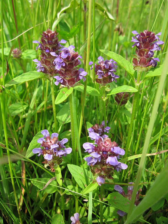 Self heal (Prunella vulgaris) Foraging Guide