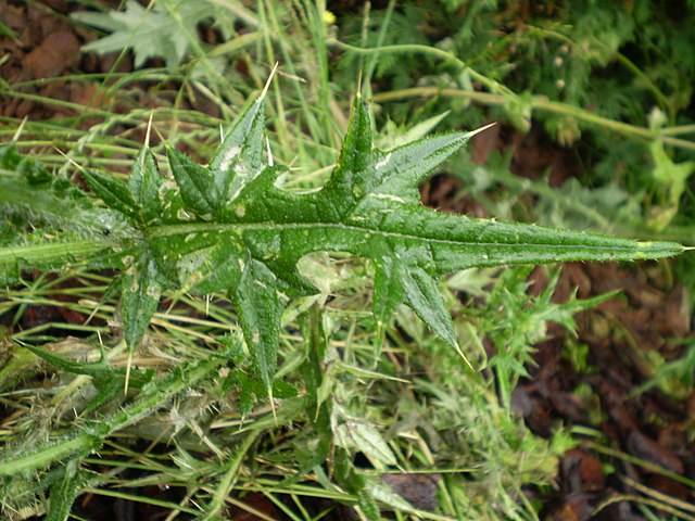 Spear Thistle (Cirsium vulgare) Identification Guide