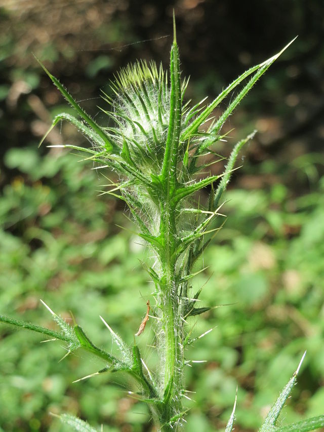 Spear Thistle (Cirsium vulgare) Identification Guide