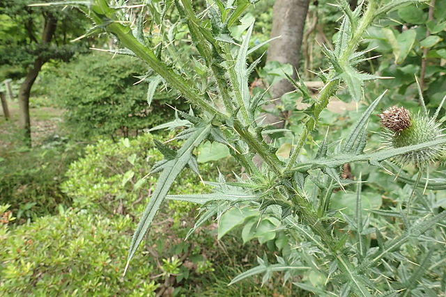 Spear Thistle (Cirsium vulgare) Identification Guide