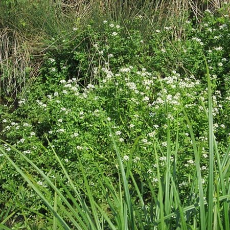 Watercress (Nasturtium officinale) Identification Guide
