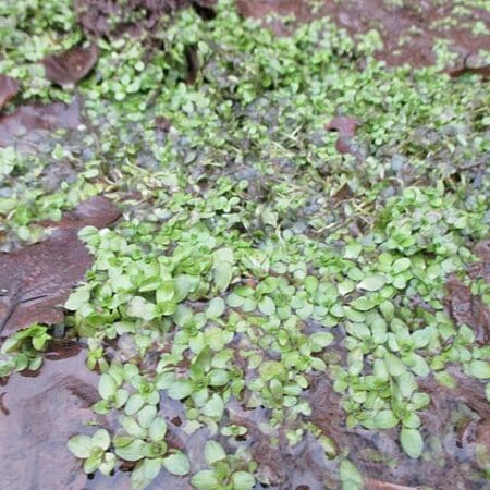 Watercress (Nasturtium officinale) Identification Guide