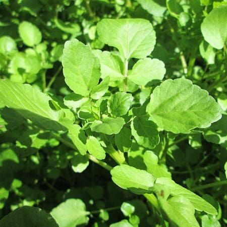 Watercress (Nasturtium officinale) Identification Guide