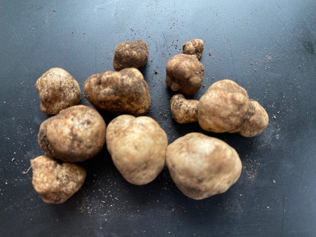 Truffles: A Great Introduction to Truffles