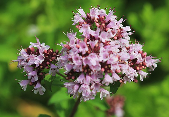 Wild Marjoram (Origanum vulgare) Identification Guide