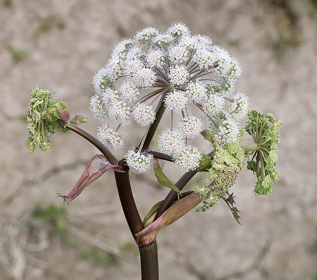 Angelica (Angelica sylvestris) Identification