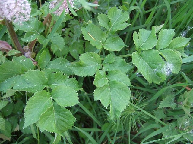 Candied Angelica Stems: Sweet Goodness