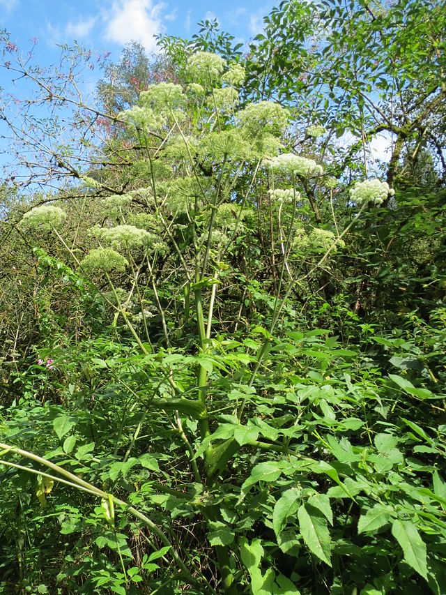 Candied Angelica Stems: Sweet Goodness