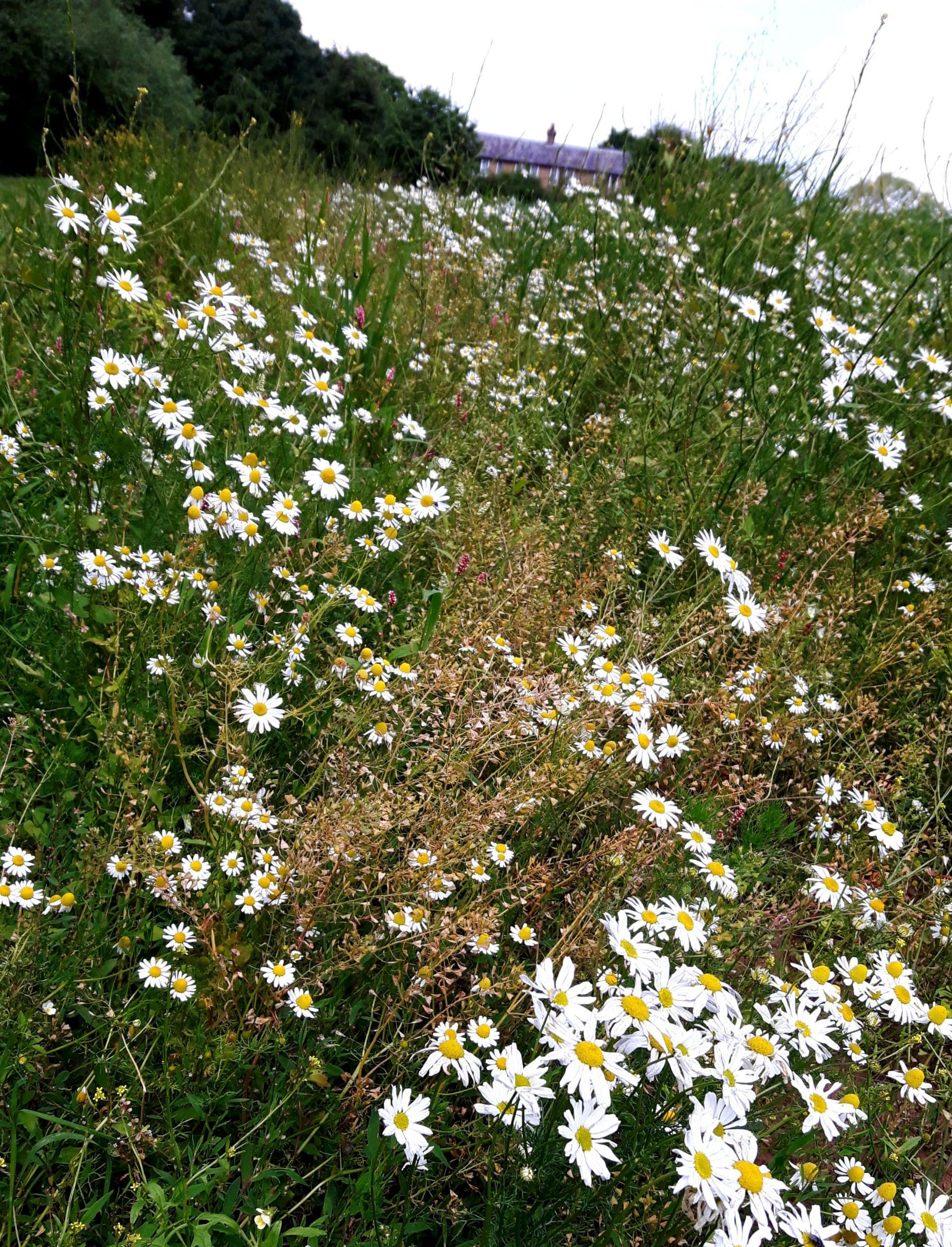 English Chamomile (Chamaemelum nobile) Identification Guide