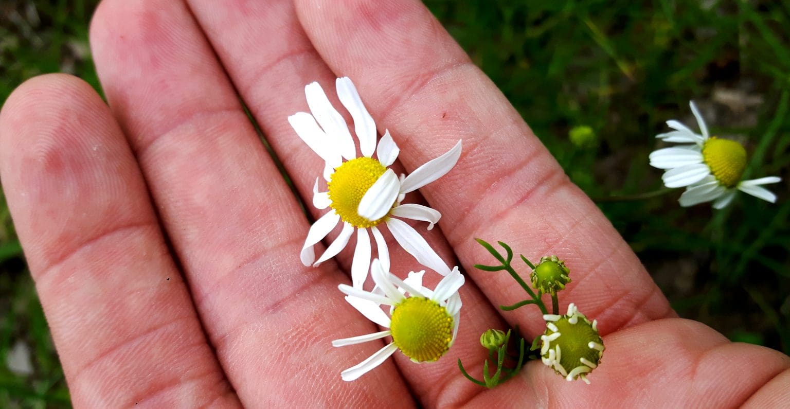 English Chamomile (Chamaemelum nobile) Identification Guide