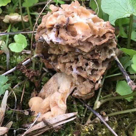 Foraging for Morels: no1 Brilliant Spring Mushroom to Forage