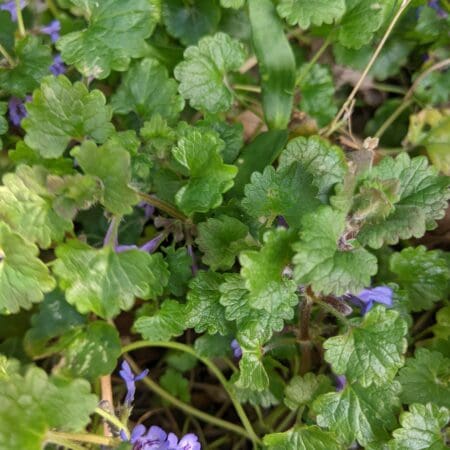 Ground Ivy (Glechoma hederacea) Identification