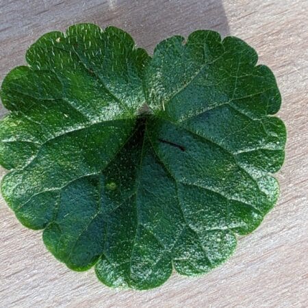Ground Ivy (Glechoma hederacea) Identification