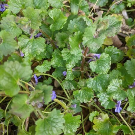 Ground Ivy (Glechoma hederacea) Identification