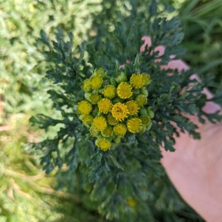 Ragwort (Senecio jacobaea) Identification Guide