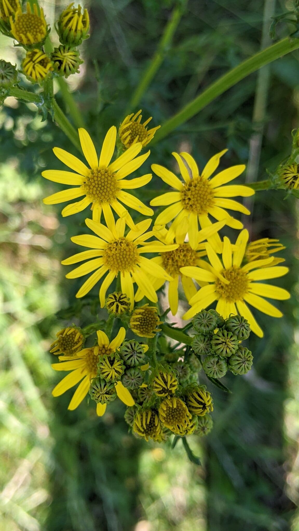 Ragwort (Senecio jacobaea) Identification Guide