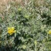 Ragwort (Senecio jacobaea) Identification Guide