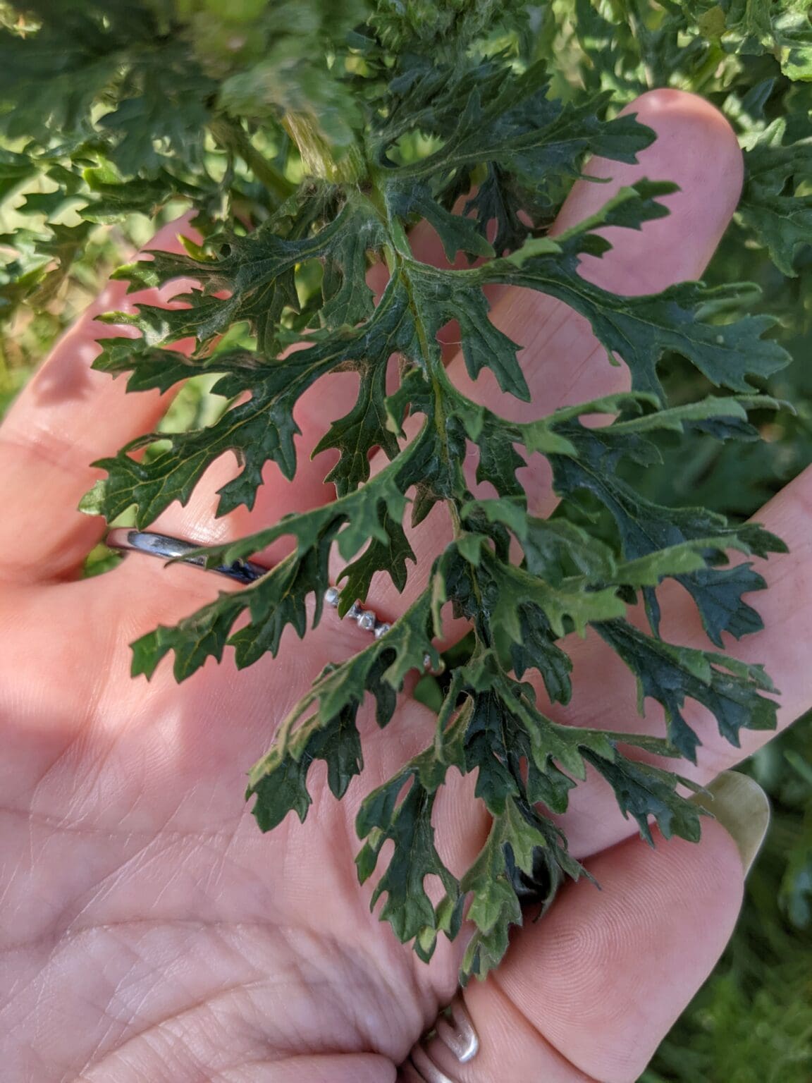 Ragwort (Senecio jacobaea) Identification Guide