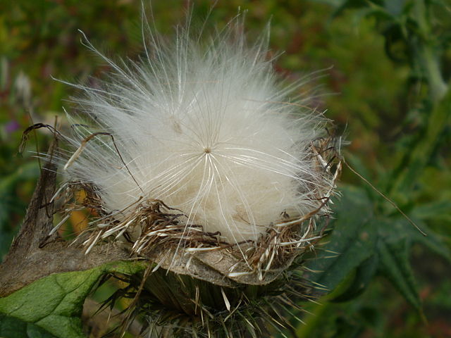 Creeping Thistle (Cirsium arvense) Identification