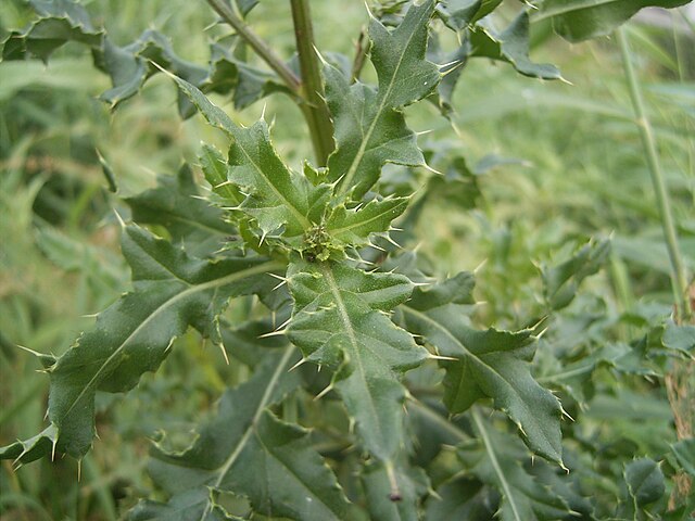 Creeping Thistle (Cirsium arvense) Identification