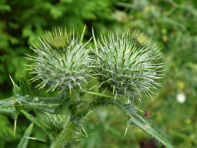 Creeping Thistle (Cirsium arvense) Identification