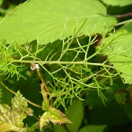 English Chamomile (Chamaemelum nobile) Identification Guide