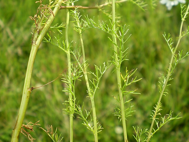 English Chamomile (Chamaemelum nobile) Identification Guide