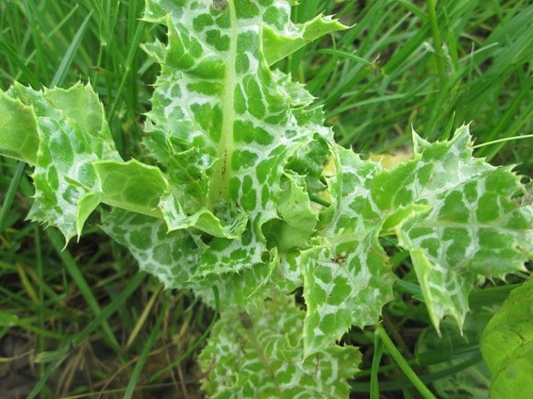 Milk Thistle (Silybum marianum) Identification Guide